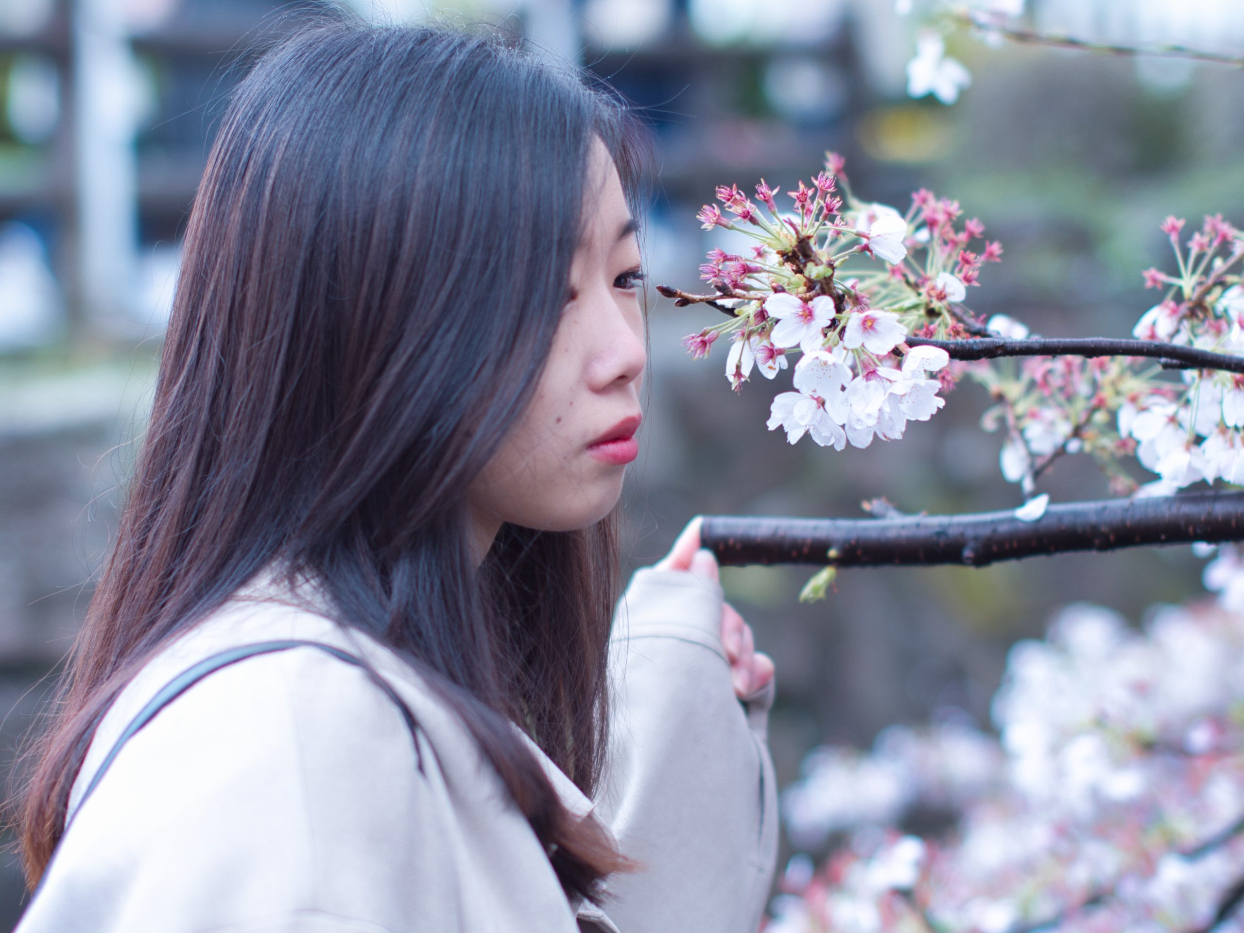 Sakura | About still