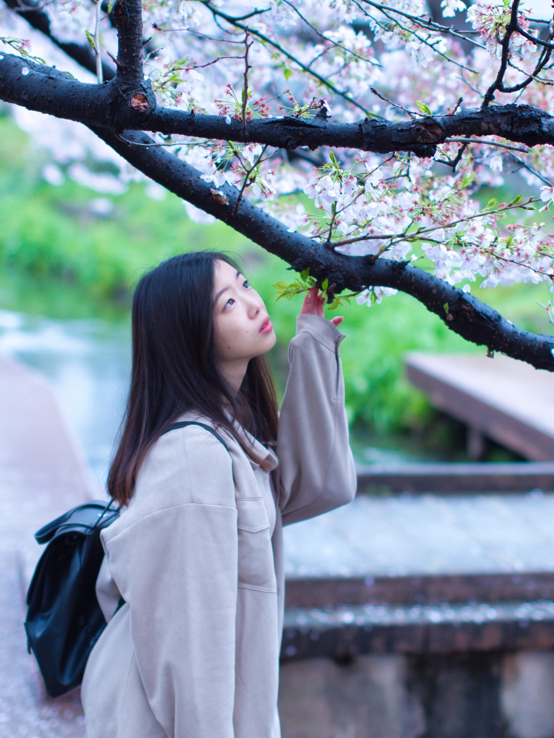 Sakura | About still